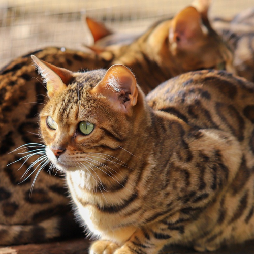 Prix du Chat Bengal : Guide Complet et Coûts d'Entretien