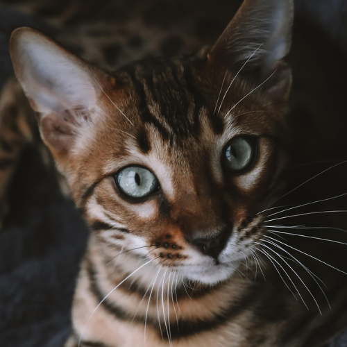 Prix du Chat Bengal : Guide Complet et Coûts d'Entretien