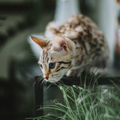 Prix du Chat Bengal : Guide Complet et Coûts d'Entretien