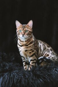 Prix du Chat Bengal : Guide Complet et Coûts d'Entretien