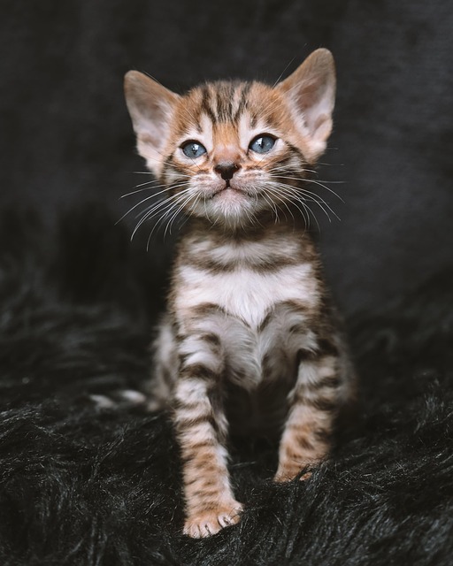 Tout savoir sur le chaton Bengal : Prix, Caractère, Adoption