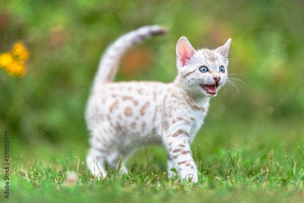 Tout savoir sur le chaton Bengal : Prix, Caractère, Adoption