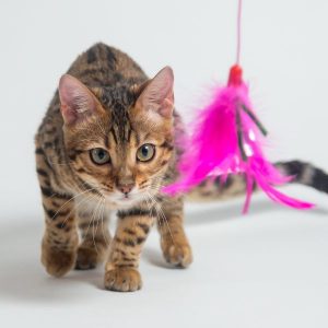 Prix du Chat Bengal : Guide Complet et Coûts d'Entretien