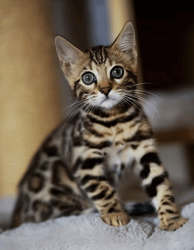 Tout savoir sur le chaton Bengal : Prix, Caractère, Adoption