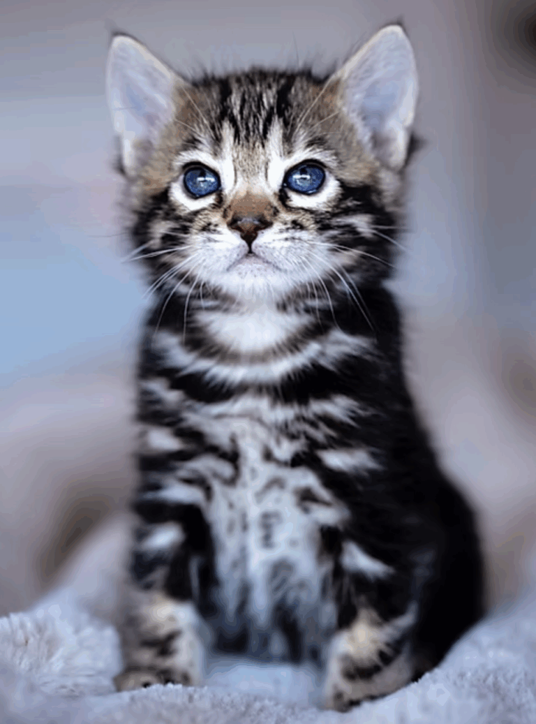Tout savoir sur le chaton Bengal : Prix, Caractère, Adoption