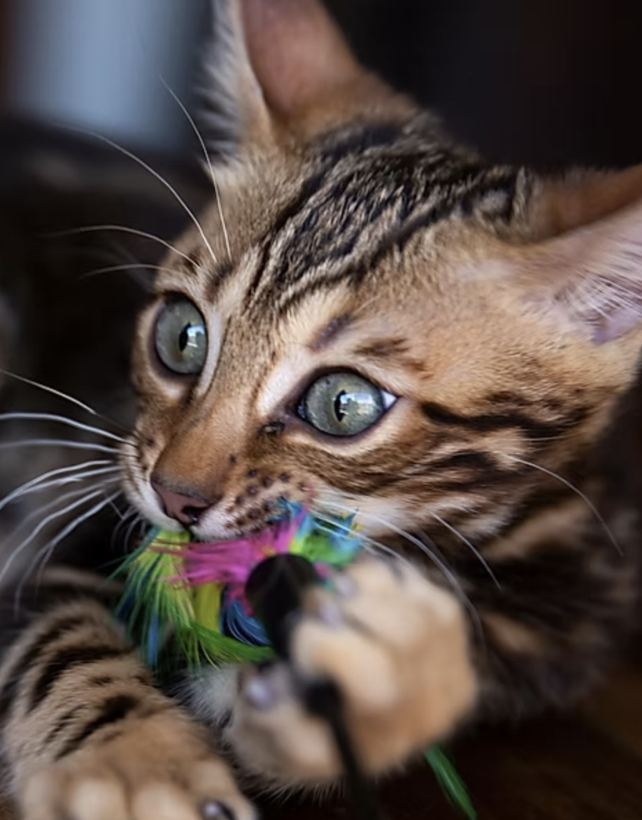 Tout savoir sur le chaton Bengal : Prix, Caractère, Adoption