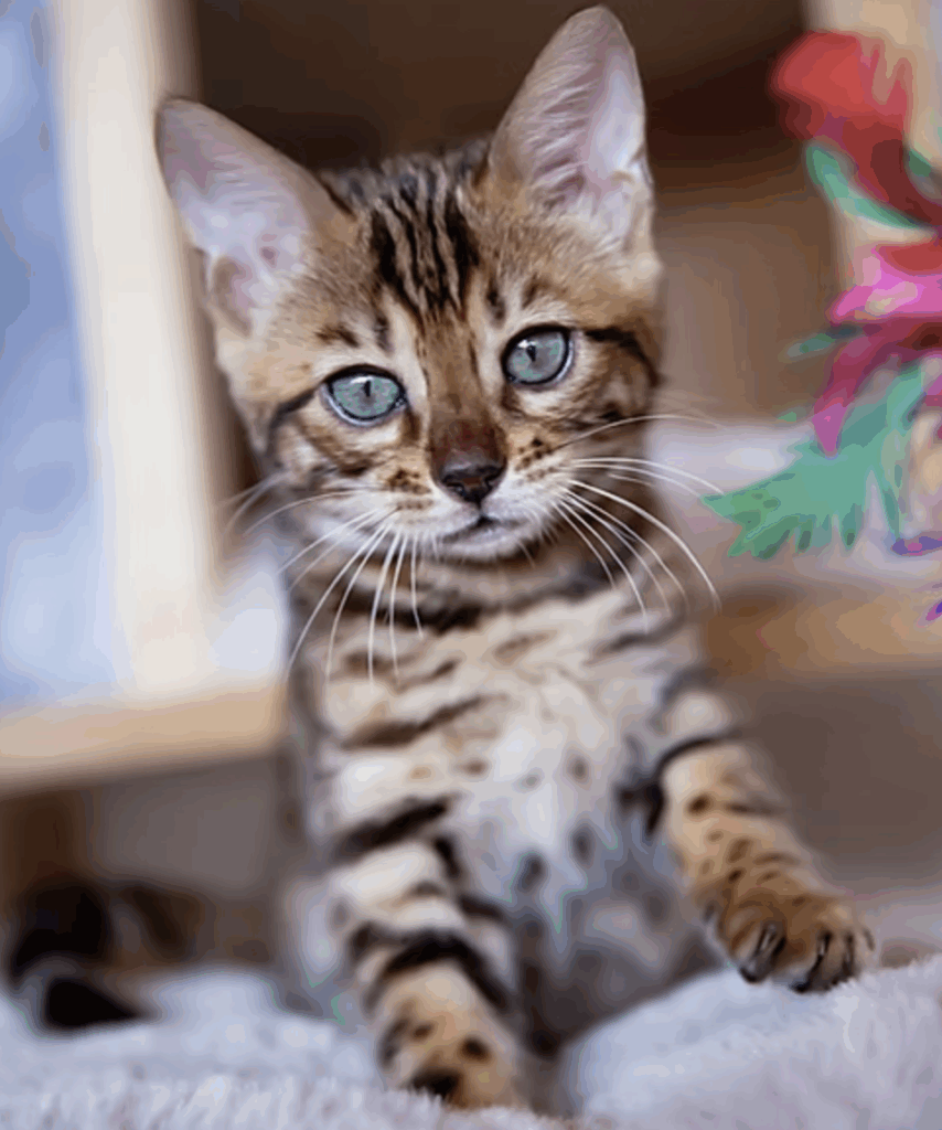 Tout savoir sur le chaton Bengal : Prix, Caractère, Adoption