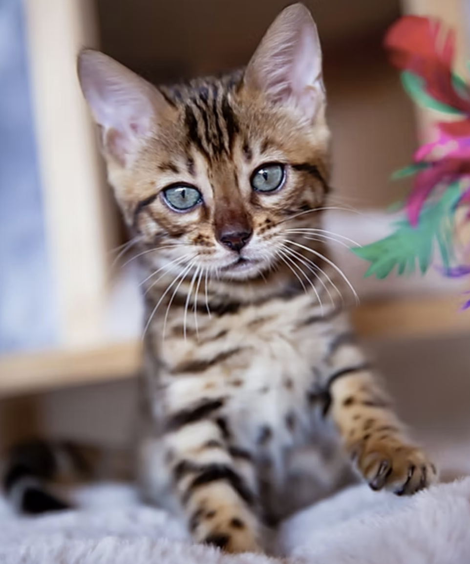 Tout savoir sur le chaton Bengal : Prix, Caractère, Adoption